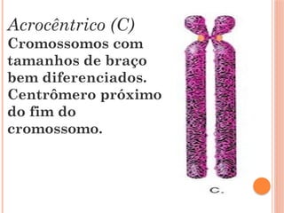 biologia-biologia-celular-do-nucleo.pptx