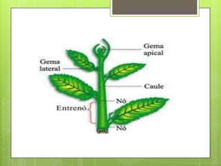 Biologia caule | PPTX