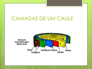 Biologia caule | PPTX