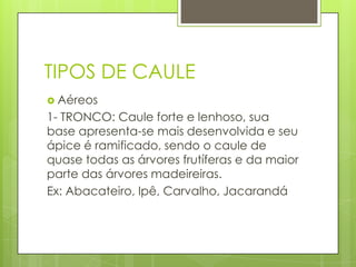Biologia caule | PPTX