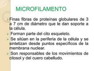 PORO NUCLEAR, LAMINA NUCLEAR, MICROFILAMENTOS Y MICROTUBULOS | PPTX