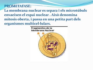 Meiosis & Mitosis | PPTX
