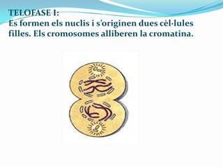 Meiosis & Mitosis | PPTX