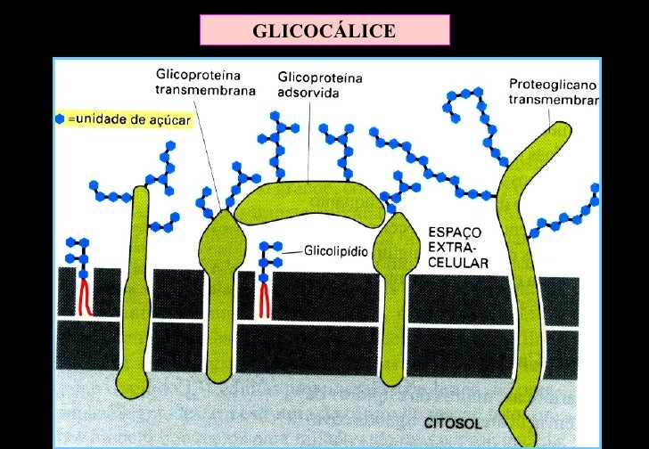 Biologia membrana plasmatica