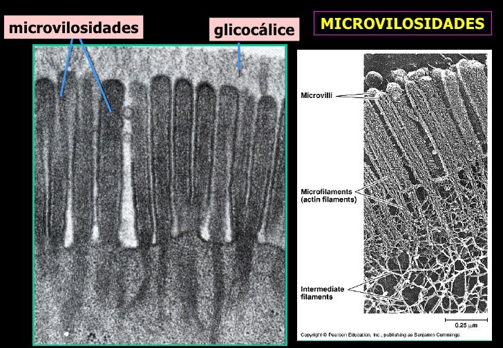 Biologia membrana plasmatica