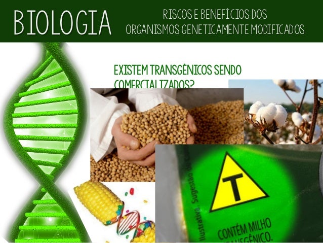 Organismos geneticamente modificados - Biologia
