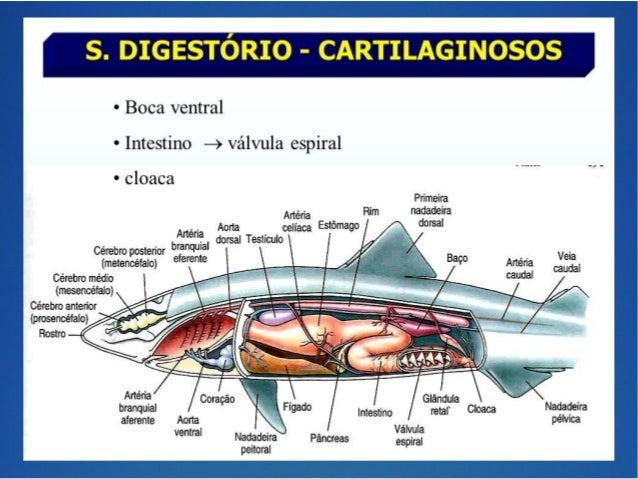 Biologia peixes