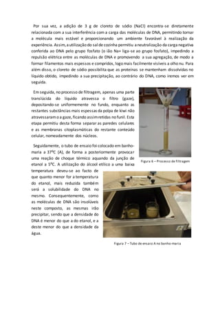 Biologia - Relatório da Extração de DNA do Kiwi (11º Ano) | DOCX