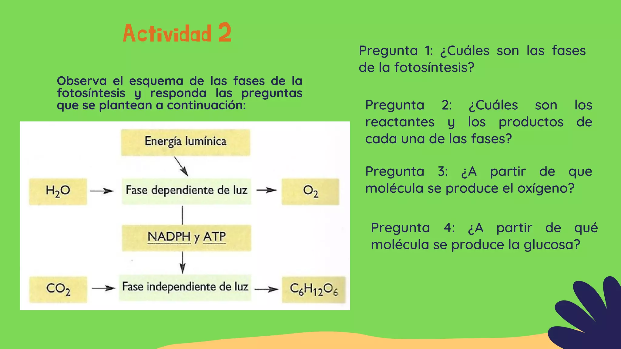 Biologia-Segundo-Medio-Fotosintesis-y-Respiracion-Celular.pdf