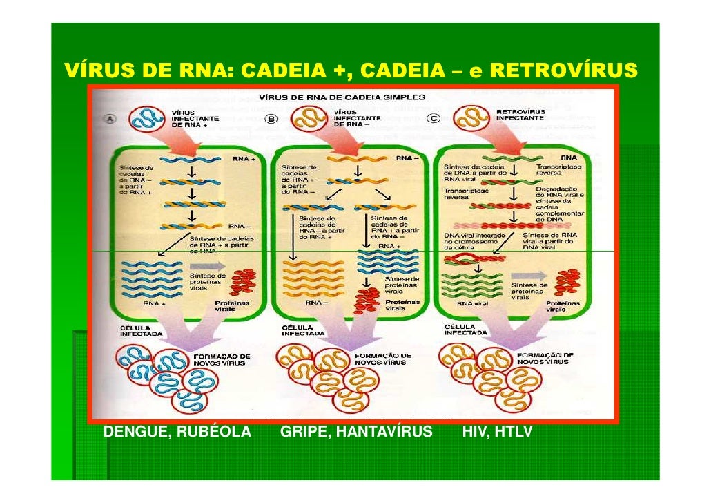 Biologia 3 - Info 224: Vírus