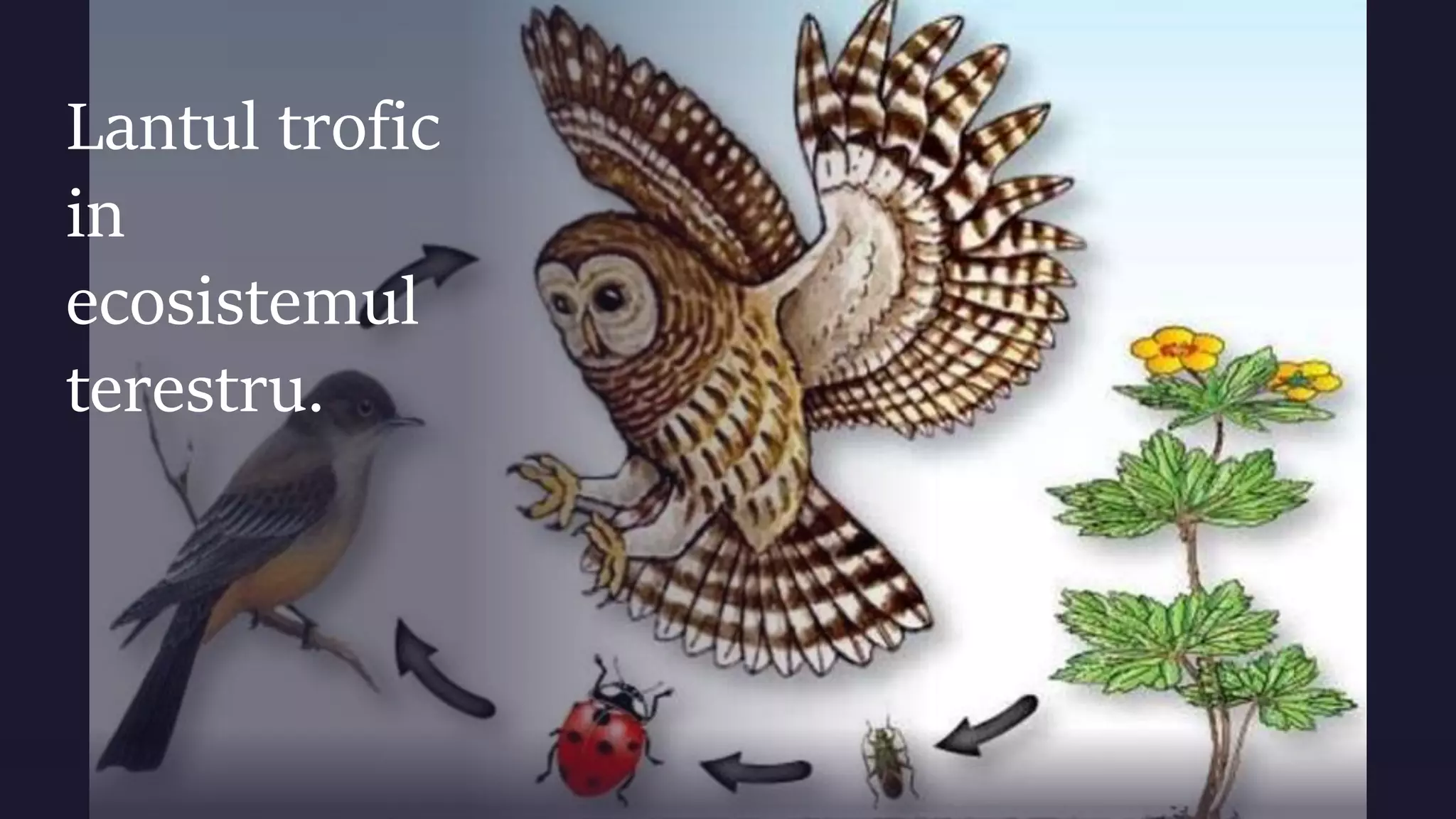 Biodiversitatea in lumea vie | PPTX