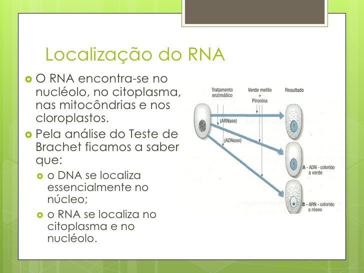 Biologia 11 estrutura do rna