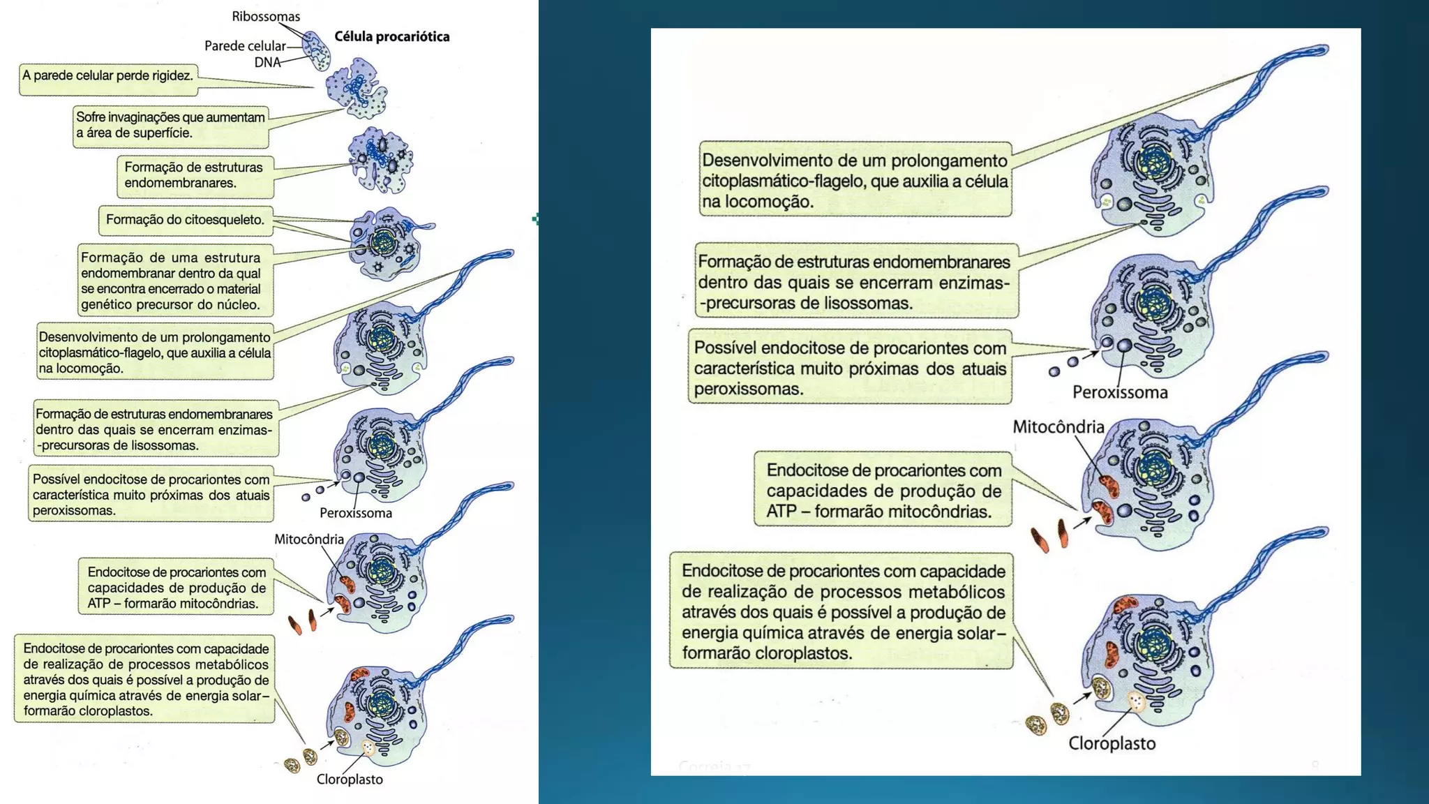 Biologia 11 Origem E Evolução Endossimbiose Ppt