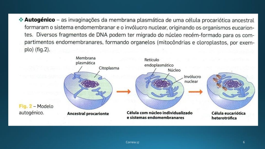 Biologia 11 Origem E Evolução Endossimbiose
