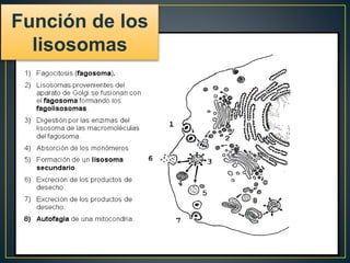 LISOSOMA CLASE 12 | PPTX