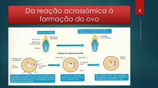 Biologia 12 fecundação | PDF