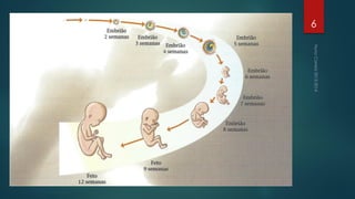 Biologia 12 fecundação | PDF