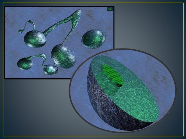 Micrografia Peroxissomica