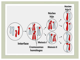Etapas De La Meiosis 1 Y 2 Masteringbiology