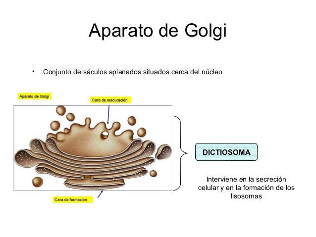 Estructura Interna Y Partes Del Aparato De Golgi