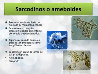 Reino protista | PPTX