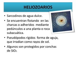 Reino protista | PPTX
