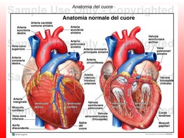 Biologia, 2012, le aritmie cardiache, nadia c., 3 liceo scienze soc | PPT