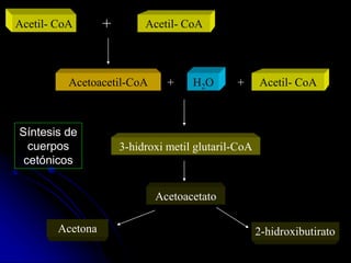 Metabolismo de los cuerpos cetonicos y el glicerol | PPTX