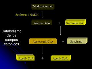 Metabolismo de los cuerpos cetonicos y el glicerol | PPTX