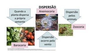 biologia_2ªsérie_slides_aula27_revisada.pptx