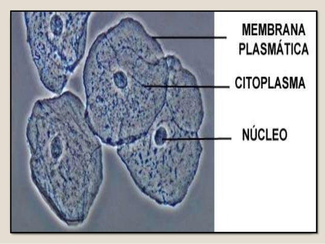 MEMBRANA CELULAR CLASE 4