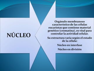 NÚCLEO CELULAR CLASE 6 | PPTX