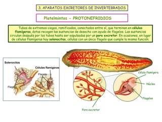 biologia 8.ppt