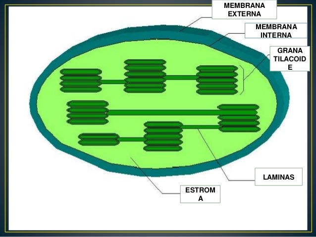 Social Trends : Lamela