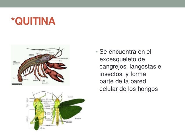 Biologia agua