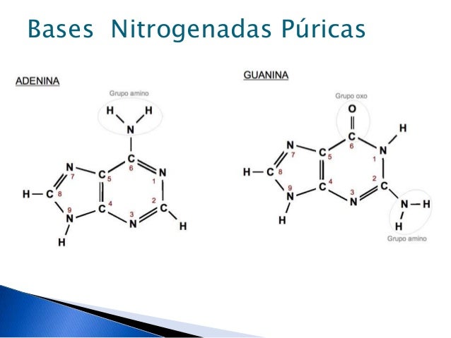 Biologia aula 04 ácidos nucleicos