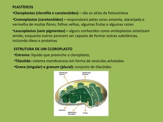 Biologia celular | PPT