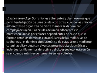 Biologia celularUNIONES ADHERENTES Y DESOSOMAS | PPTX