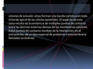 Biologia celularUNIONES ADHERENTES Y DESOSOMAS | PPTX
