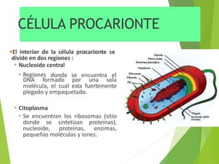 Biologia celular | PPT