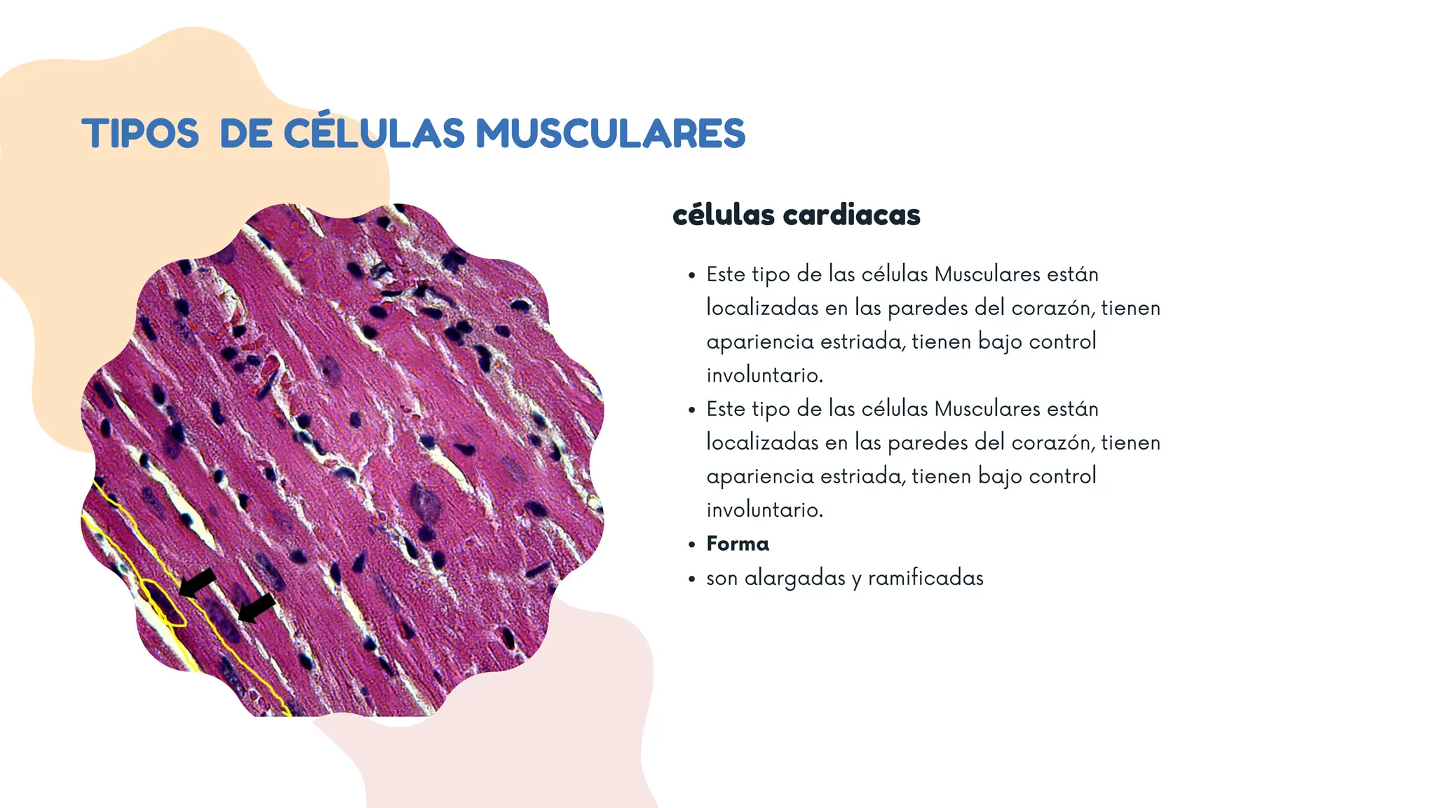 Biología Células Musculares presentación | PPT