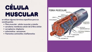 Biología Células Musculares presentación | PDF