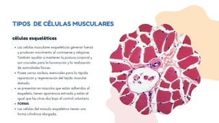 Biología Células Musculares presentación | PDF