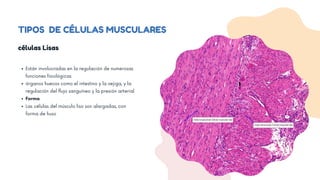 Biología Células Musculares presentación | PDF