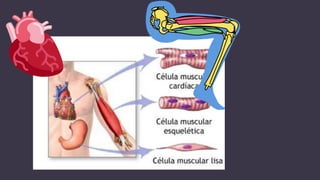 Biología Células Musculares presentación | PPT