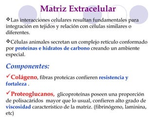 Matriz Extracelular En Células Animales