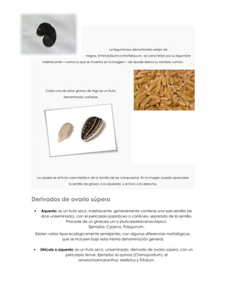 Biologia (fruto) | DOCX