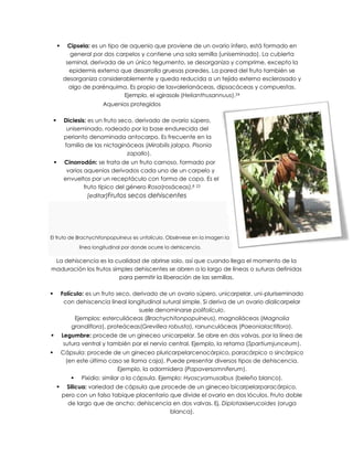 Biologia (fruto) | DOCX