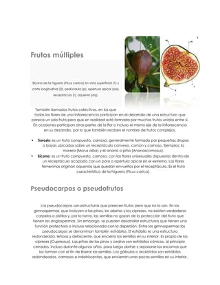 Biologia (fruto) | DOCX