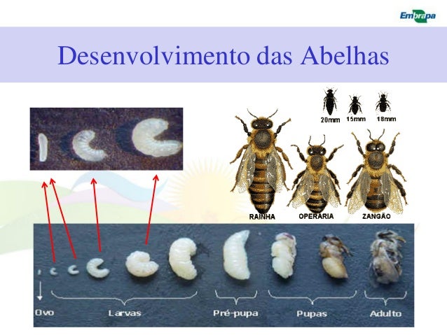 Biologia das Abelhas
